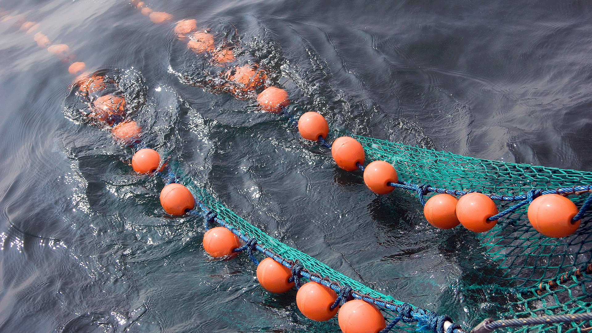 Webinar: Fish Welfare in Fisheries