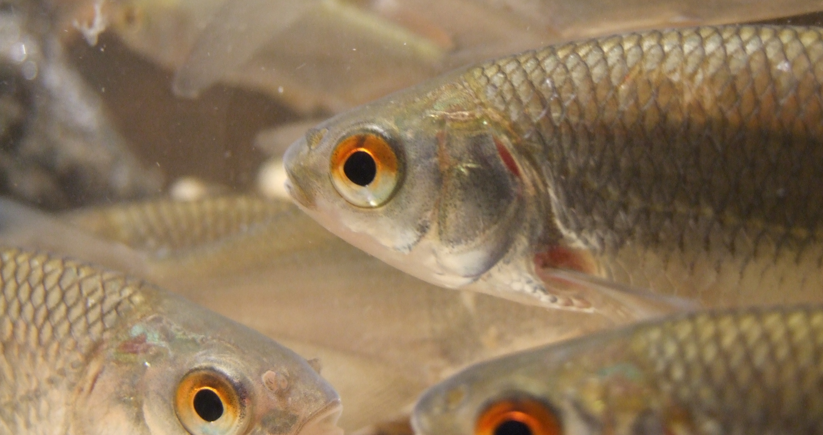 Fish migrate to escape predators - DTU Aqua