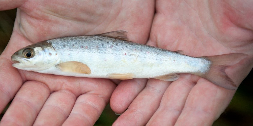 Large increase in smolt after weirs removed from river - DTU Aqua