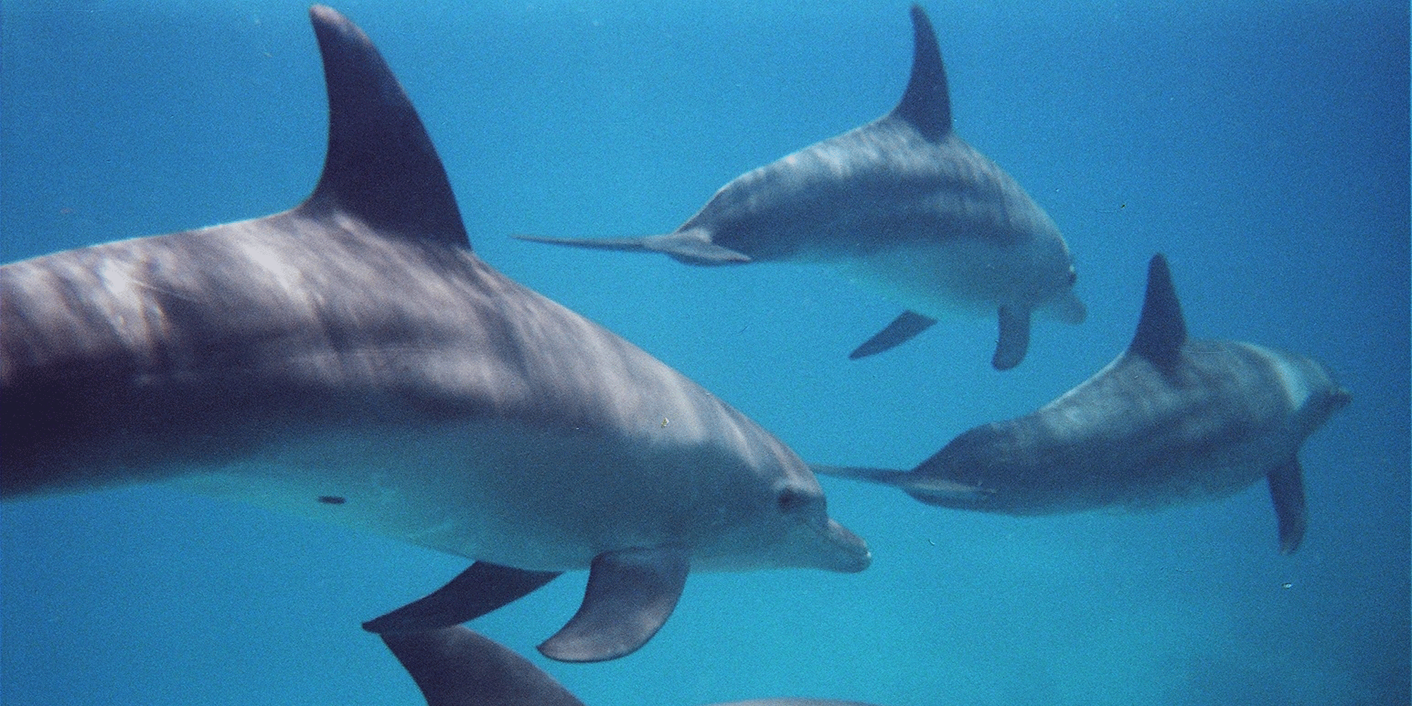 Dolphin Muscles