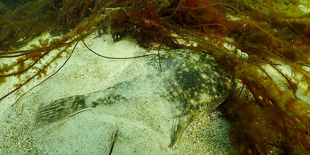 Ny nøglefiskerrapport: De traditionelle fisk er næsten væk - DTU Aqua
