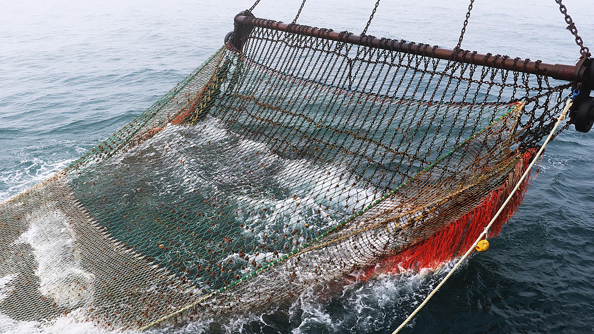 Sårbar havnatur i Jammerbugten lider under bundslæbende fiskeri med bomtrawl