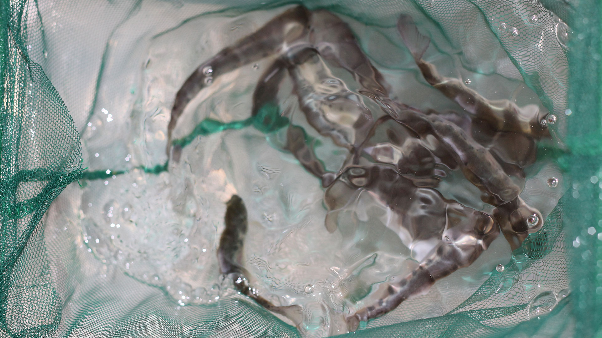 Fish and Shellfish Diseases